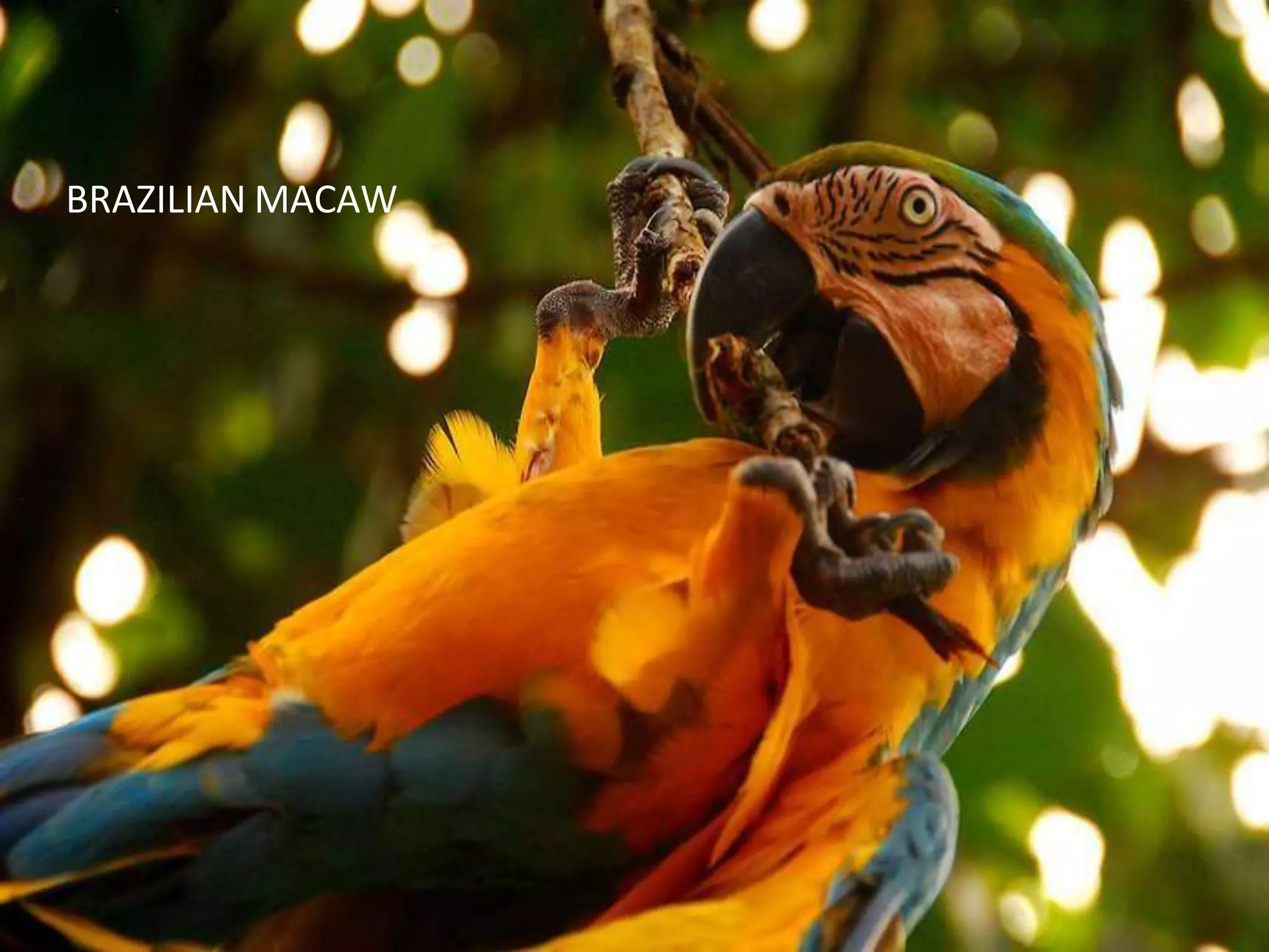 Powerpoint presentation amazon river basin | PPTX