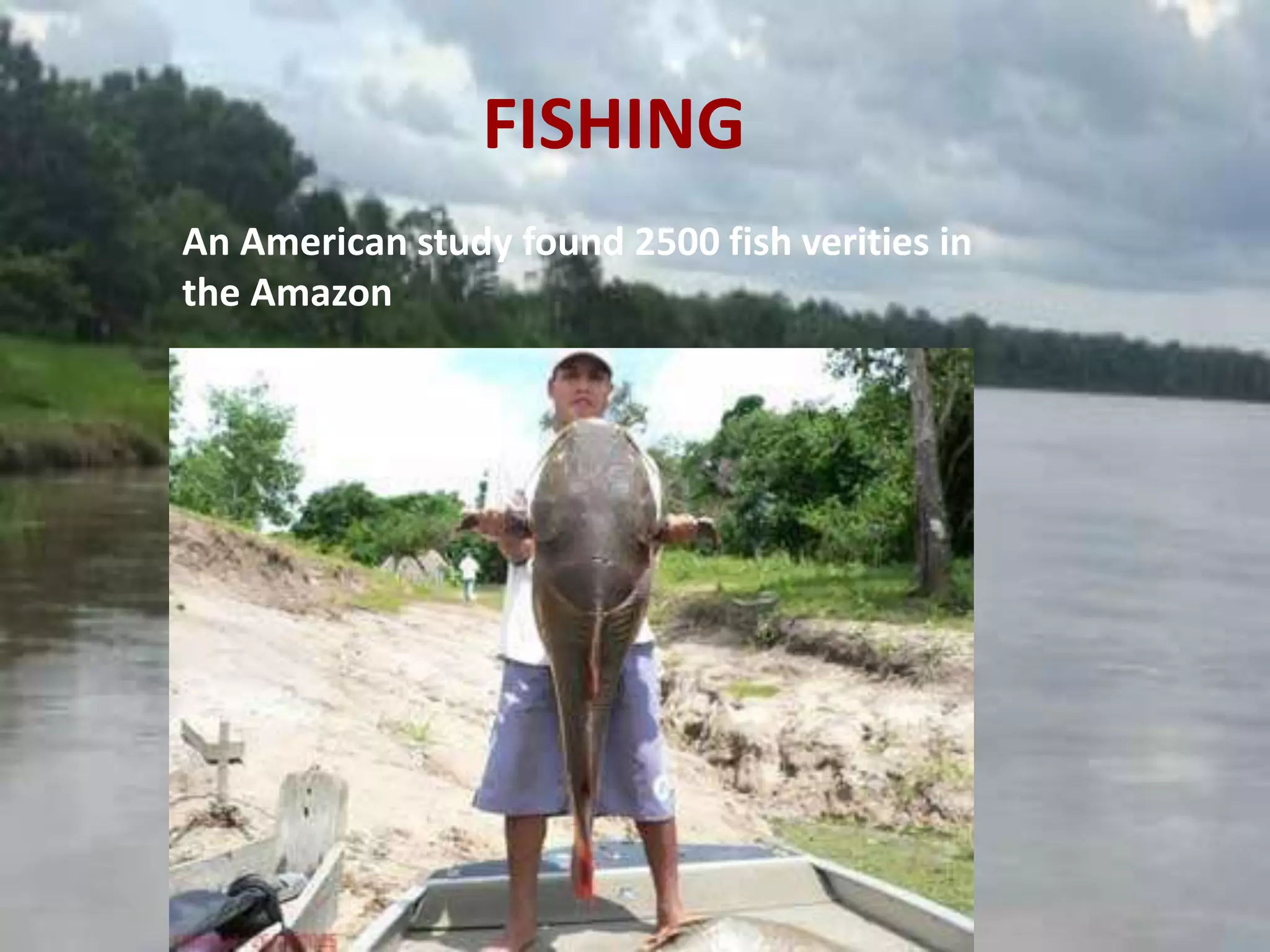 Powerpoint presentation amazon river basin | PPTX