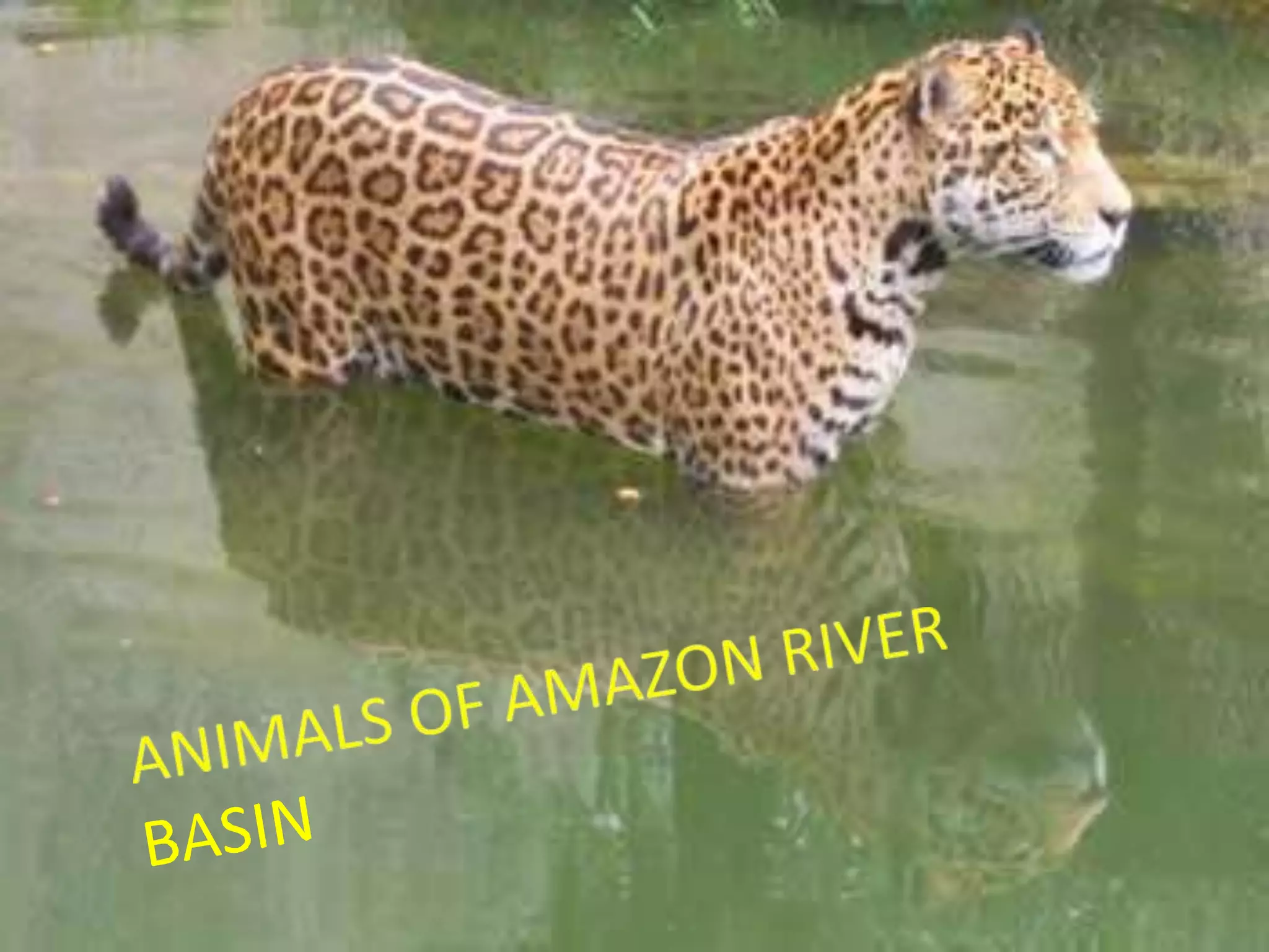 Powerpoint presentation amazon river basin | PPTX