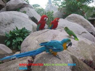 Powerpoint presentation amazon river basin | PPTX