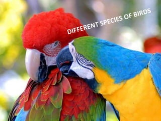 Powerpoint presentation amazon river basin | PPTX