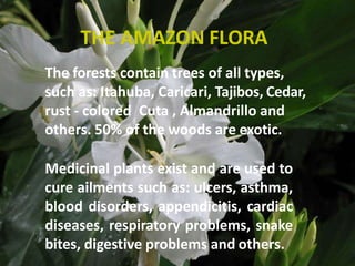 Powerpoint presentation amazon river basin | PPTX