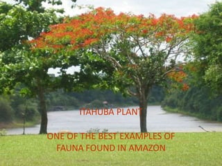 Powerpoint presentation amazon river basin | PPTX