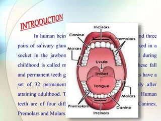 ORGANS OF DIGESTION IN MOUTH | PPTX