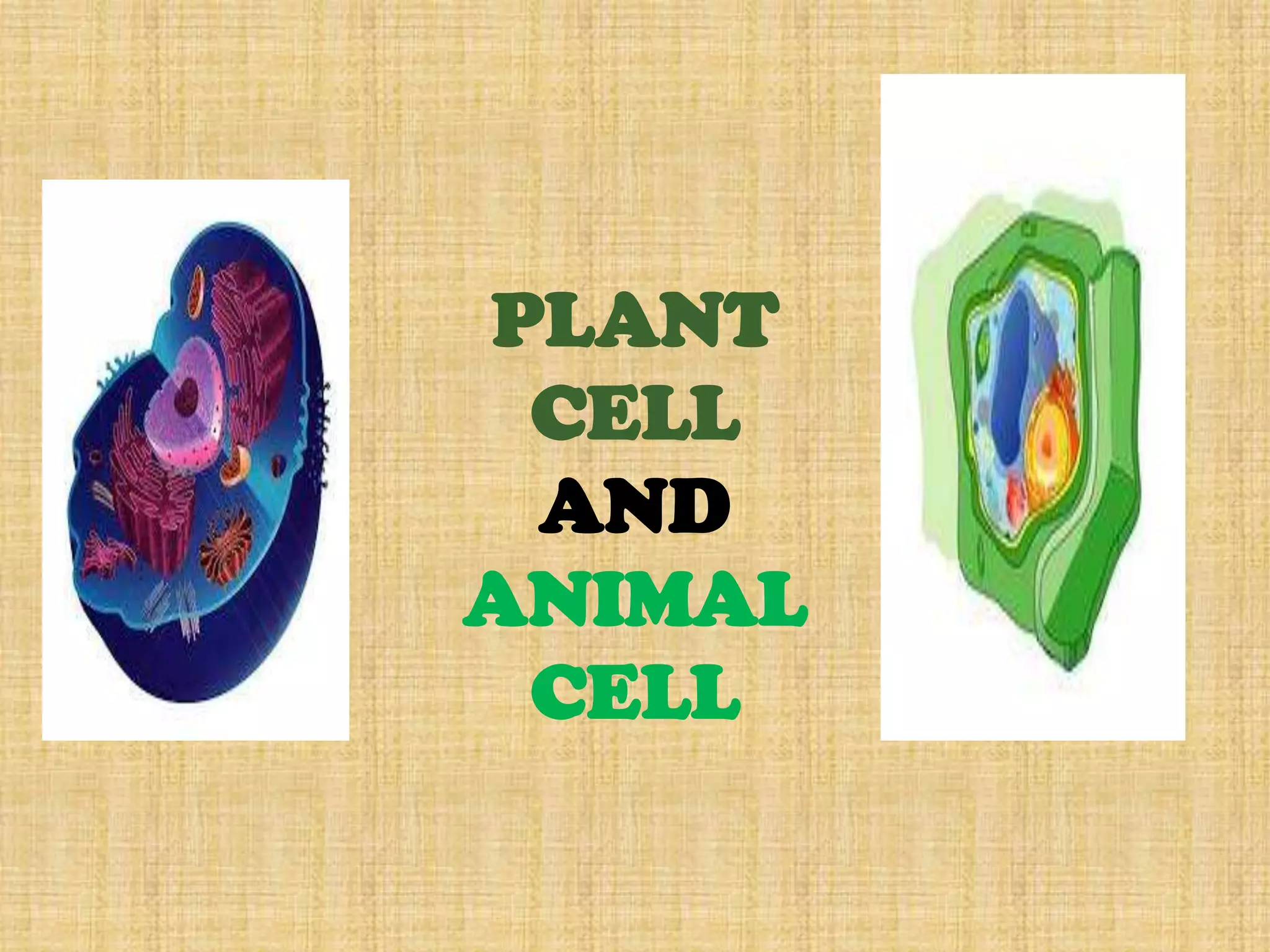 Power point presentation of animal cell and plant cell | PPTX