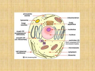 Power point presentation of animal cell and plant cell | PPTX