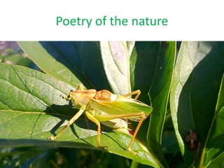 Powerpoint presentation on on the grasshopper and the cricket | PPTX