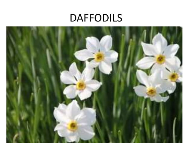 Power point presentation on ‘daffodils’ | PPTX | Poetry | Books and ...