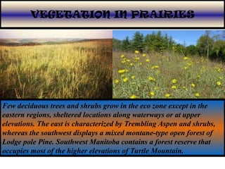 CHARACTERISTICS AND PROPERTIES OF THE AMERICAN GRASSLAND PRAIRIES | PPT