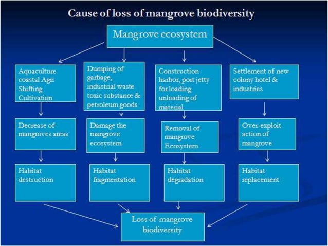 Power point presentation on protection of mangroves from destruction and degradation | PPTX ...
