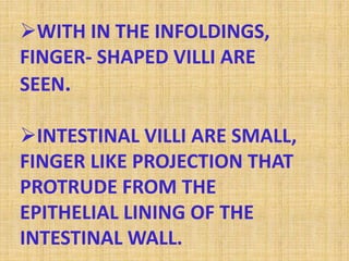 Powerpoint presentation on ‘small intestine’ | PPTX