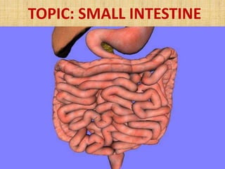 Powerpoint presentation on ‘small intestine’ | PPTX