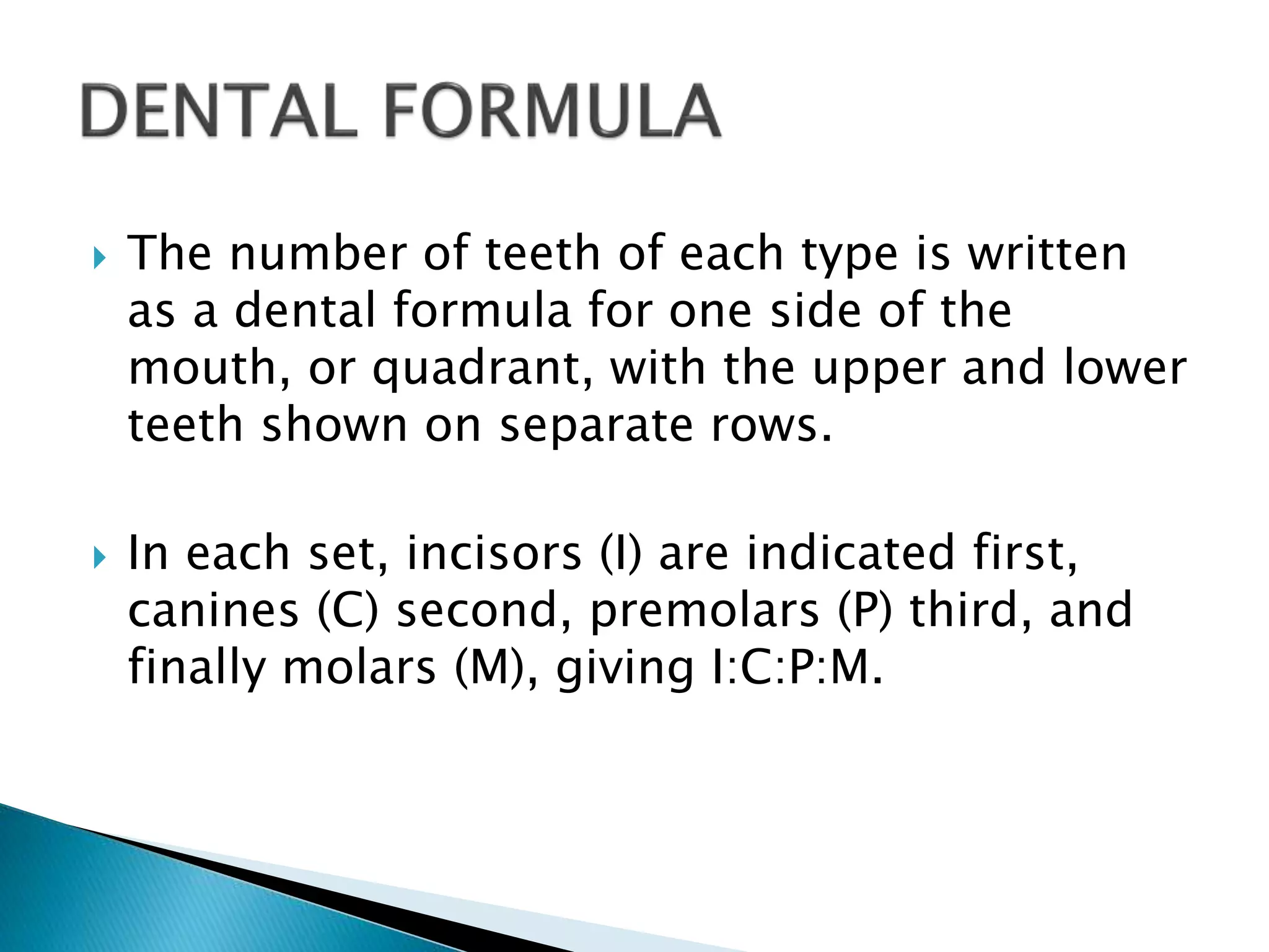 Powerpoint presentation on teeth | PPTX