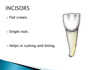 Powerpoint presentation on teeth | PPTX