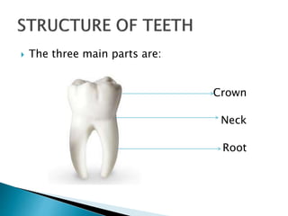 Powerpoint presentation on teeth | PPTX