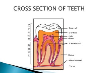 Powerpoint presentation on teeth | PPTX