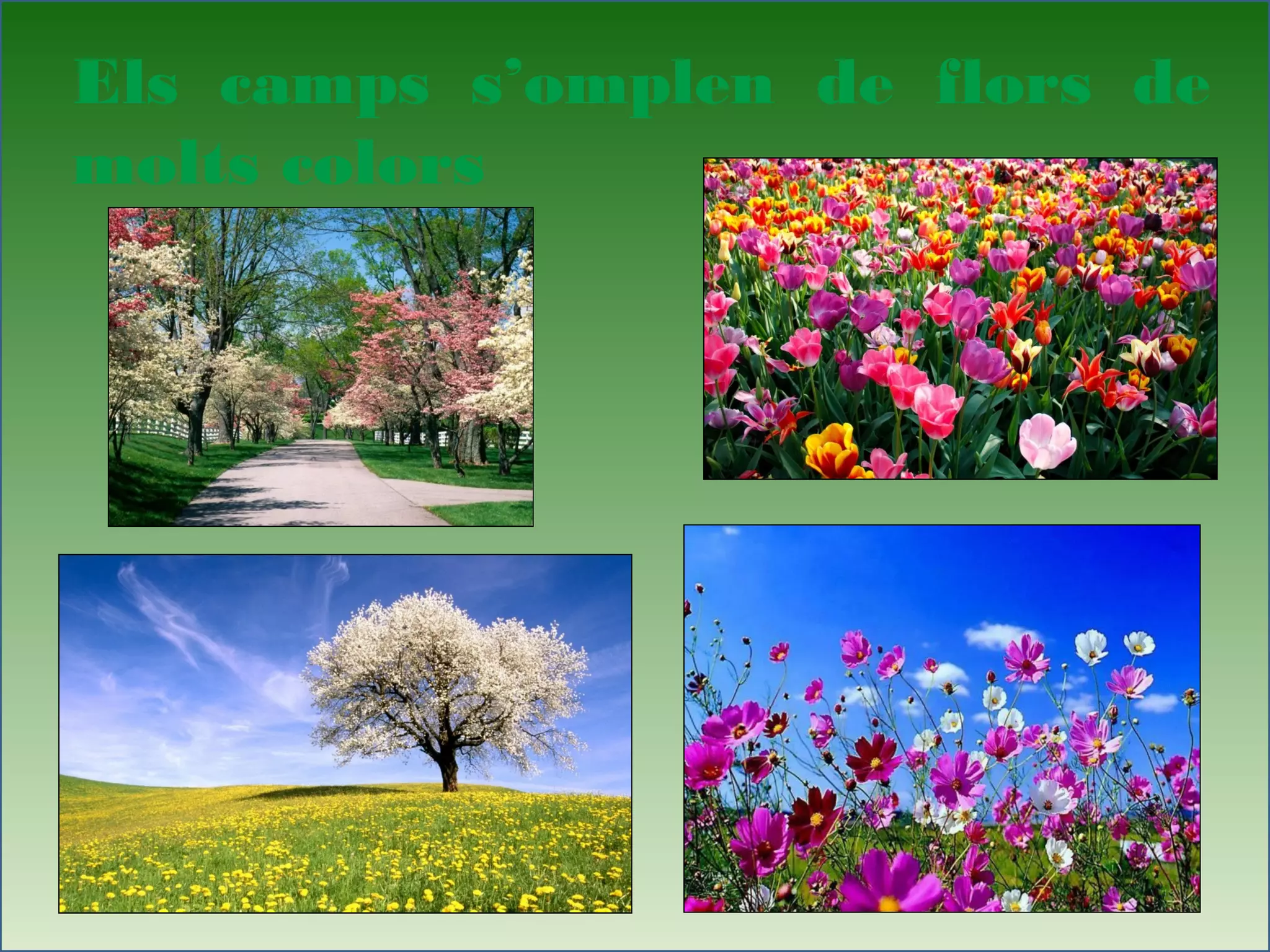 Power point primavera | PPT