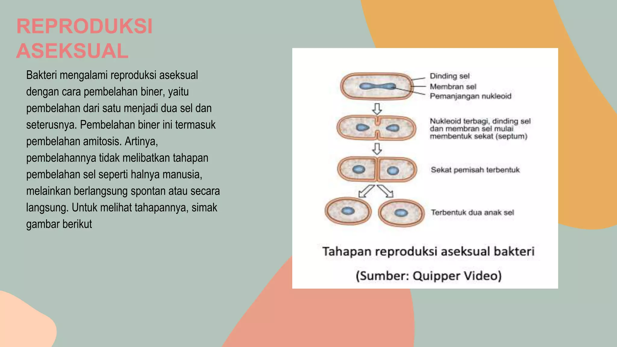 powerpoint Reproduksi bakteri.pptx