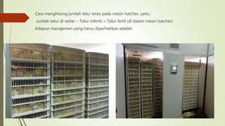 Powerpoint rosihatull HATCHERY | PPTX