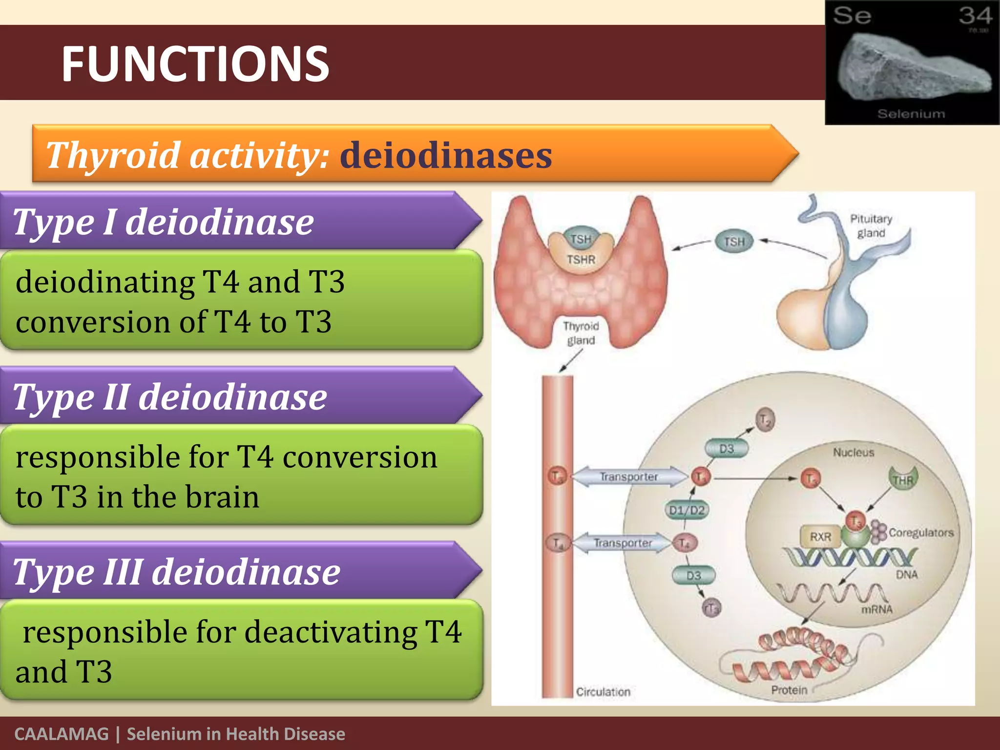Selenium in Health and Nutrition | PPTX