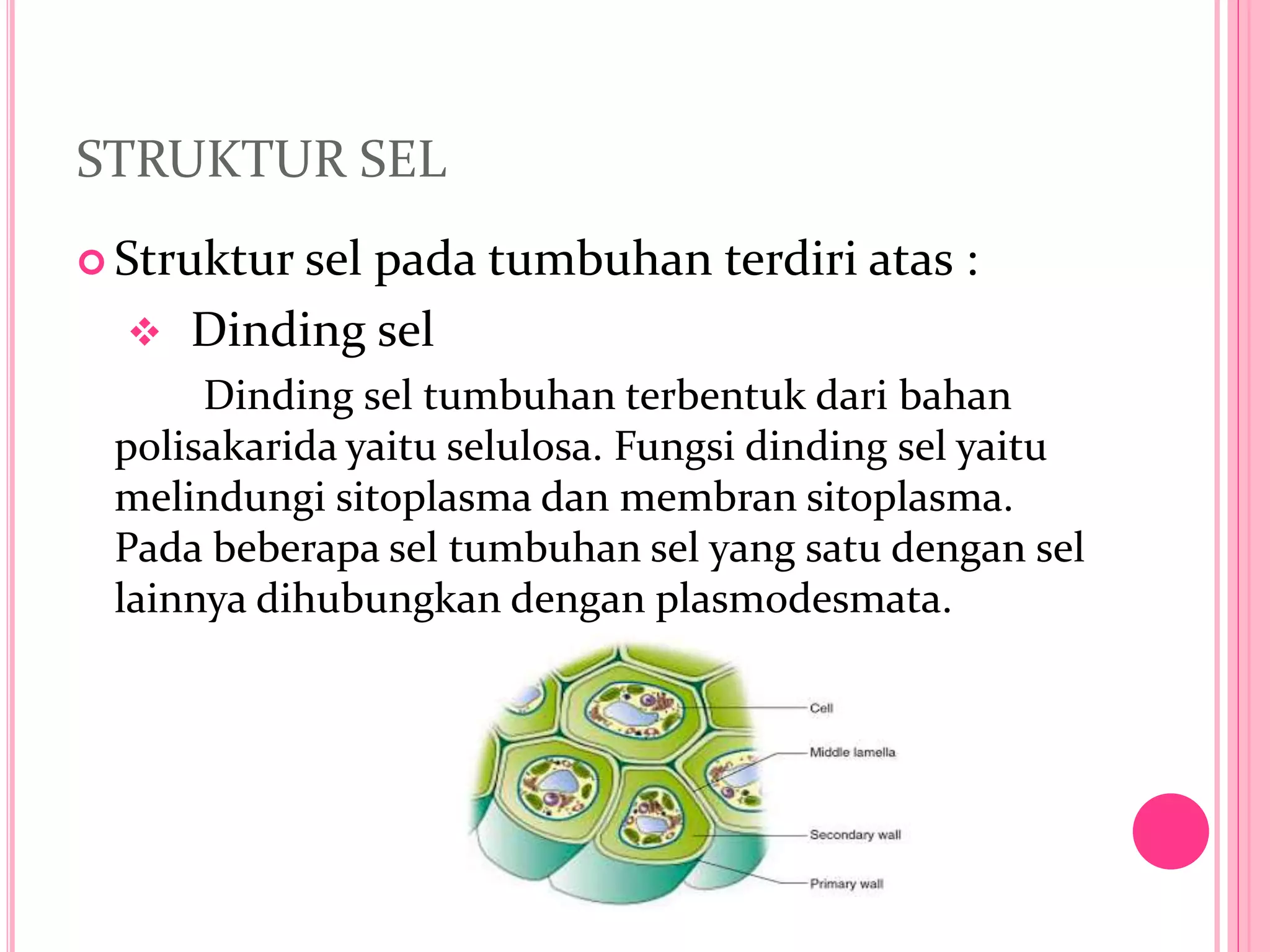 Powerpoint sel kel. 3 | PPTX