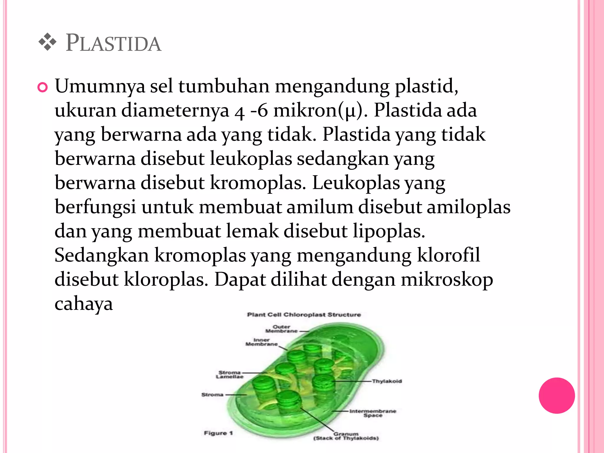 Powerpoint sel kel. 3 | PPTX