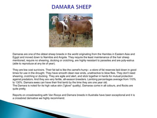 AUSTRALIAN DORPER & VAN ROOY SHEEP | PPSX