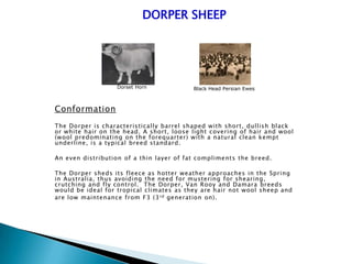 AUSTRALIAN DORPER & VAN ROOY SHEEP | PPSX
