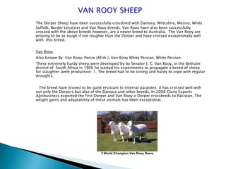 AUSTRALIAN DORPER & VAN ROOY SHEEP | PPSX