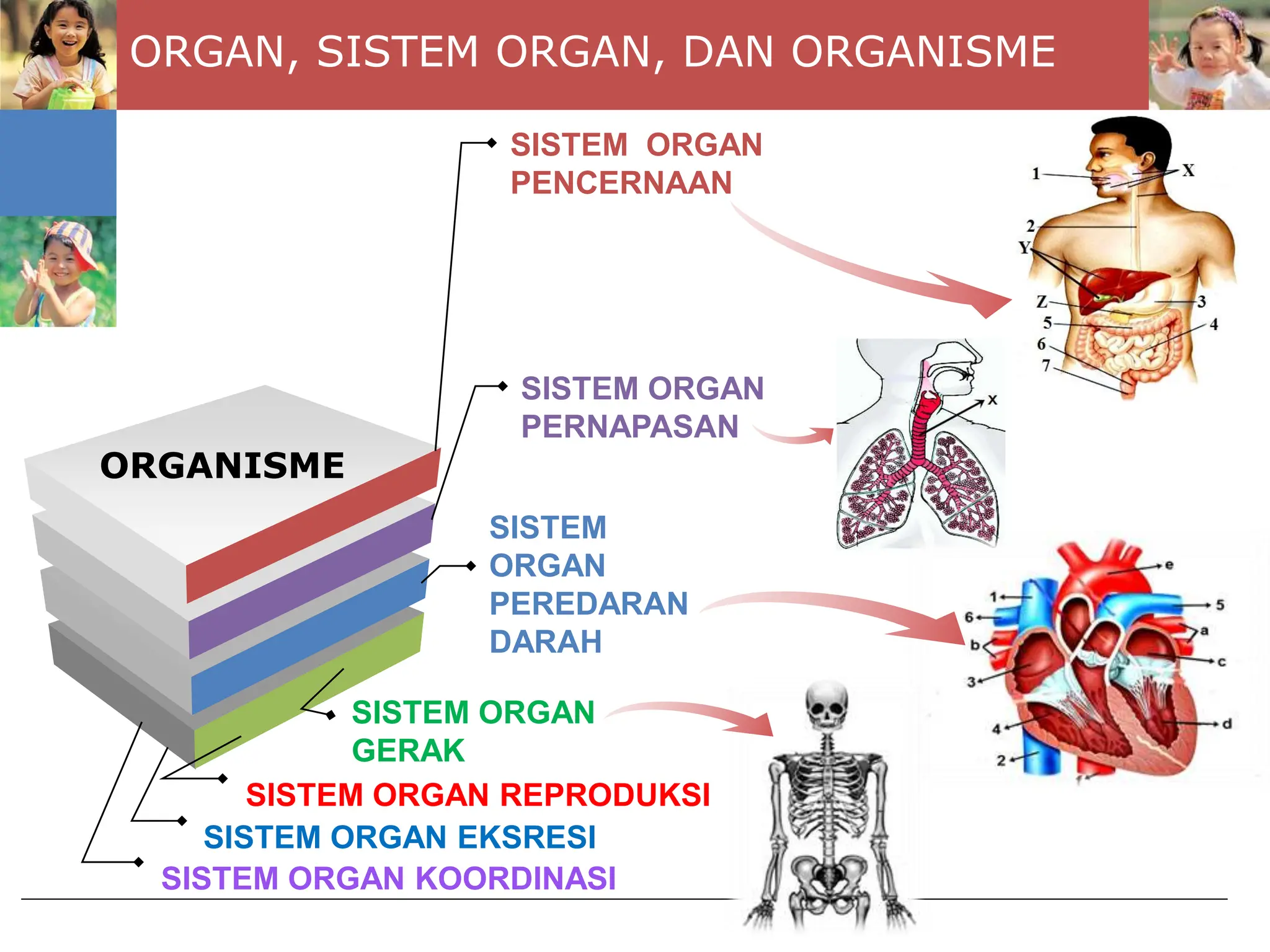 power point sistem organisasi kehidupan fix.pptx