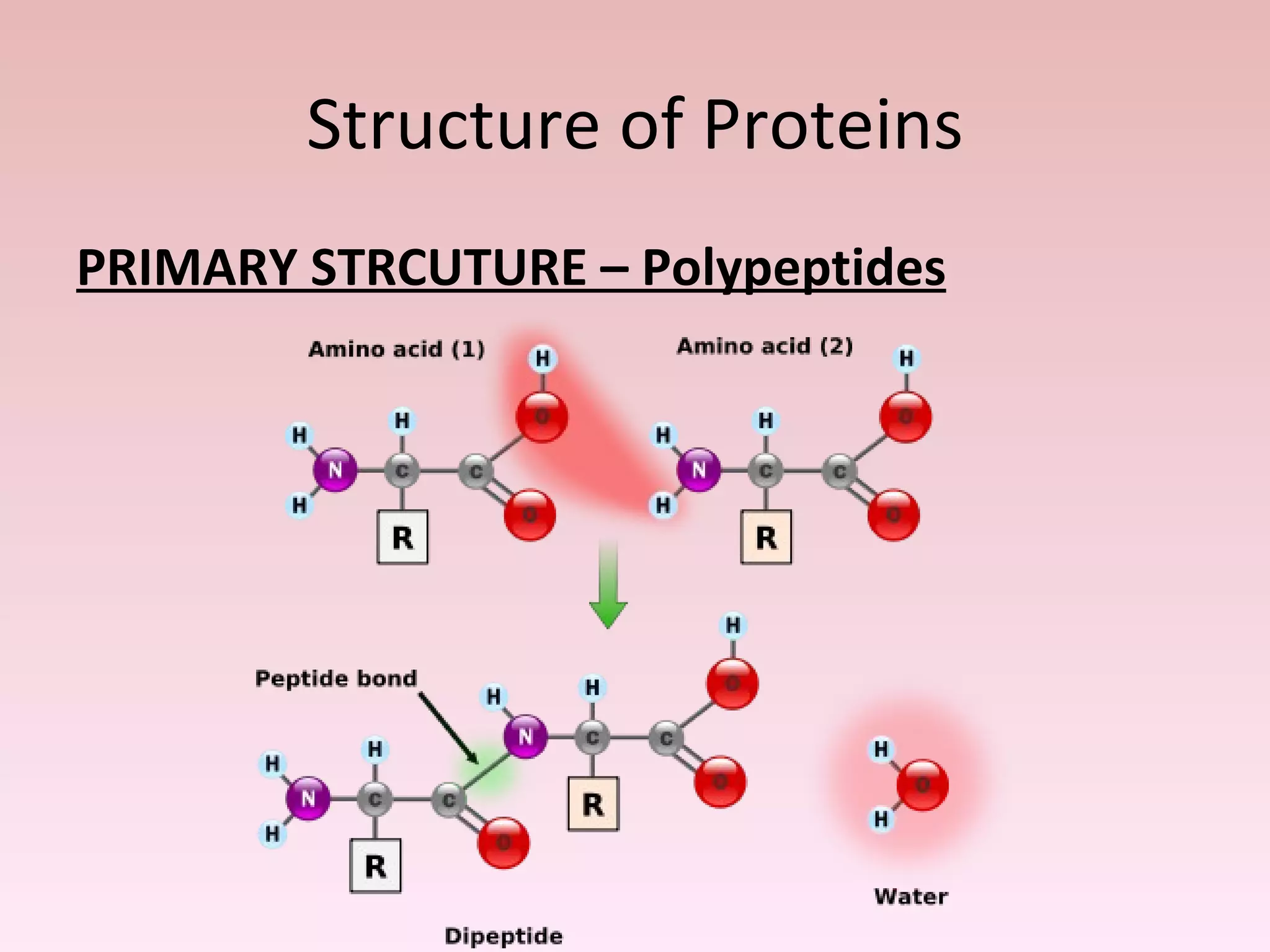 Structure of Proteins | PPT
