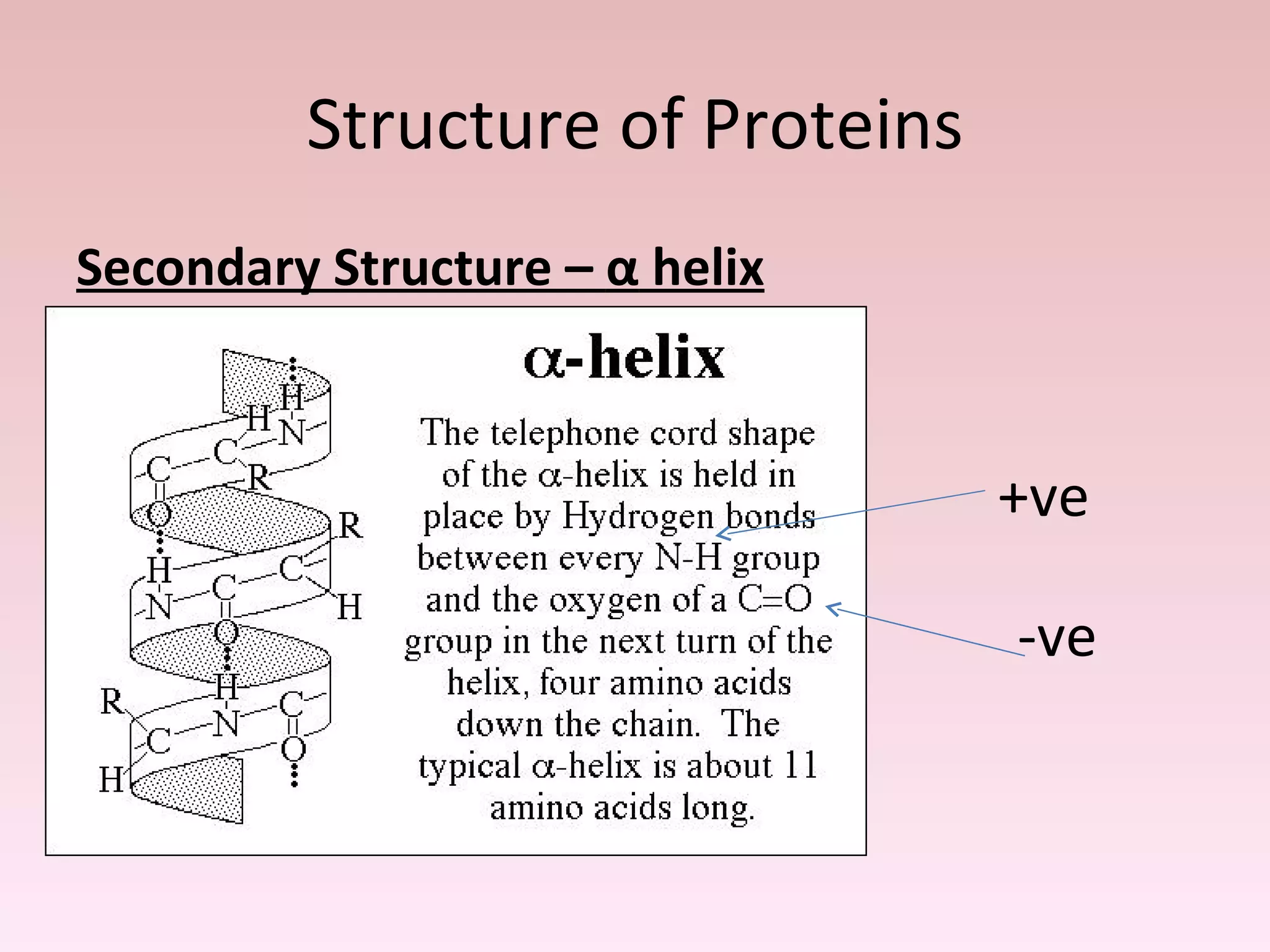 Structure of Proteins | PPT