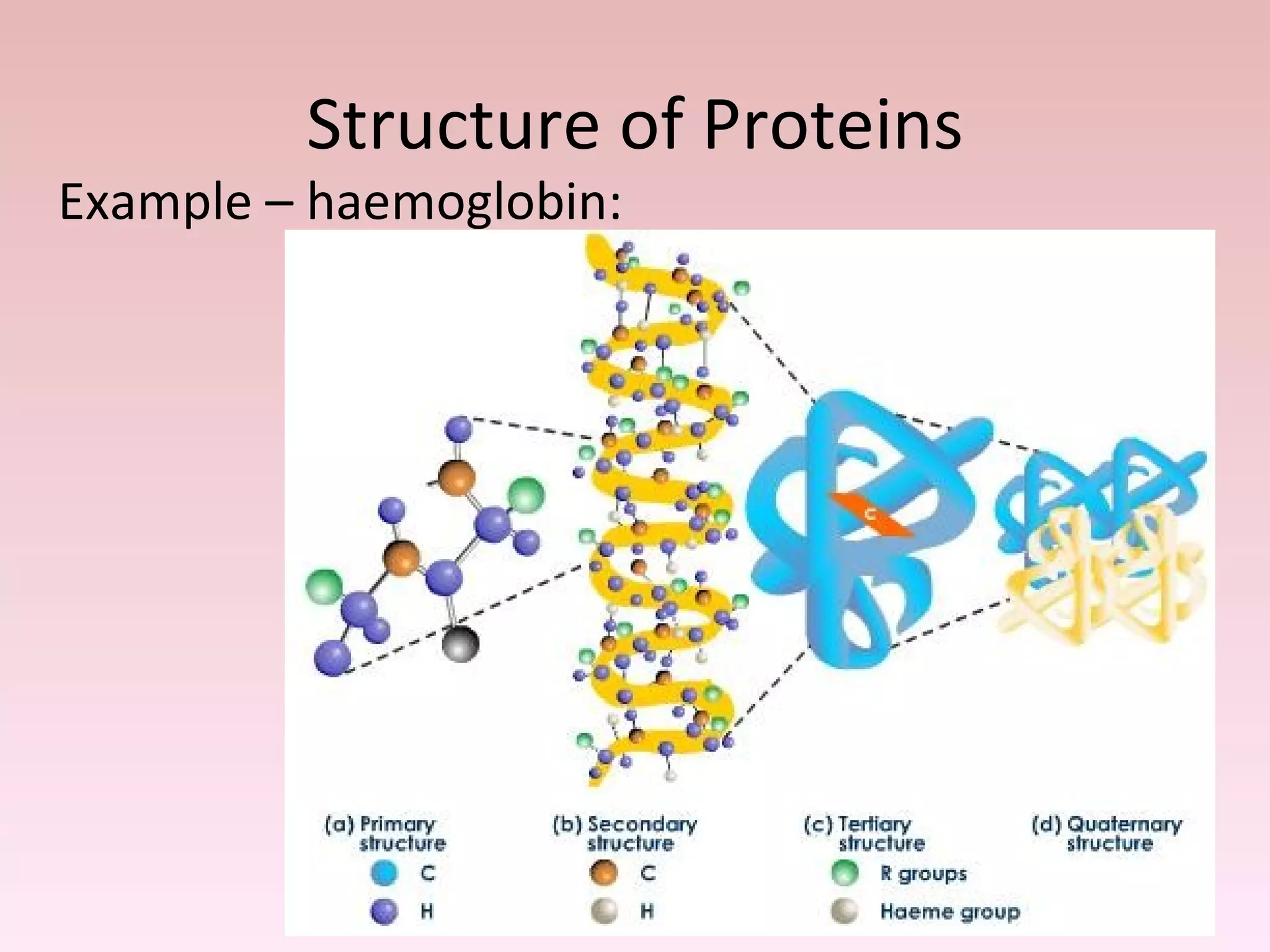 Structure of Proteins | PPT
