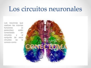 El cerebro humano: sus partes, funciones y sus propiedades | PPTX