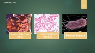 POWERPOINT templet - Copy.pptx