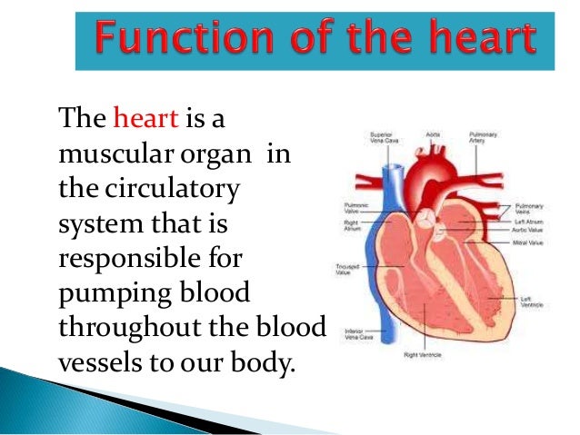 THE HEART PPT