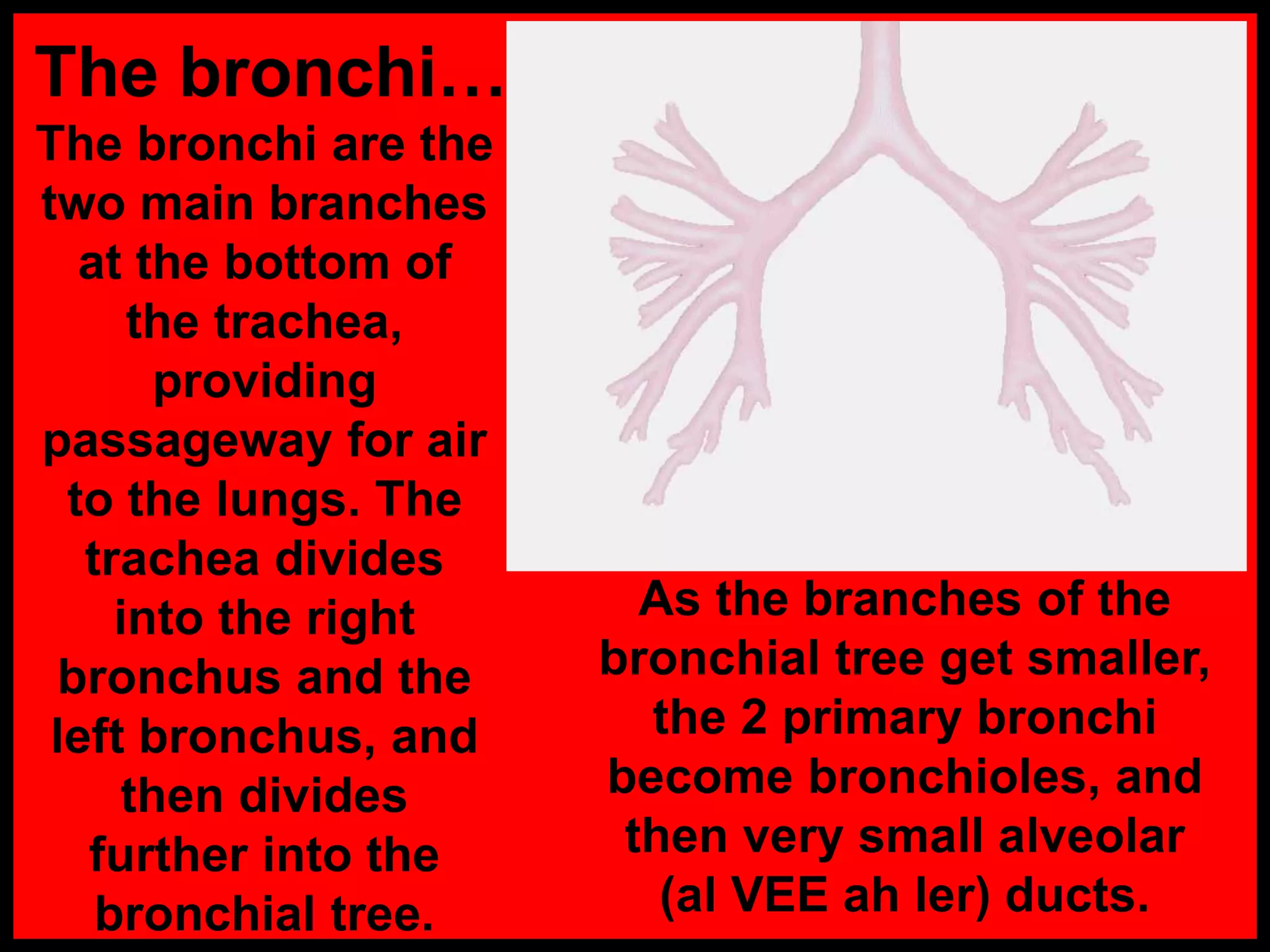 power point the respiratory system.ppt | Ear, Nose and Throat ...