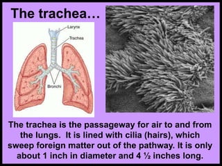 power point the respiratory system.ppt