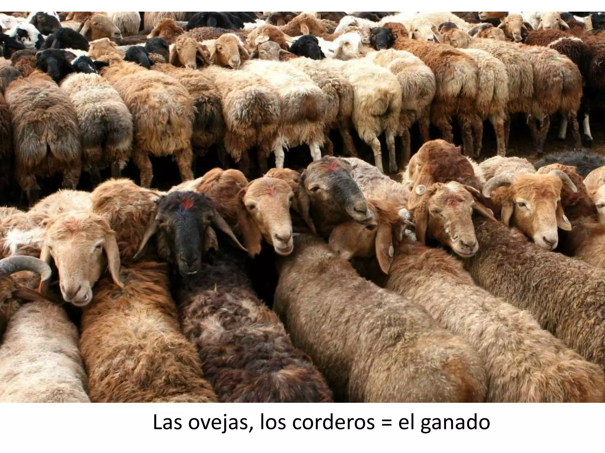 Un oso y un amor: Vocabulario y temas | PPTX