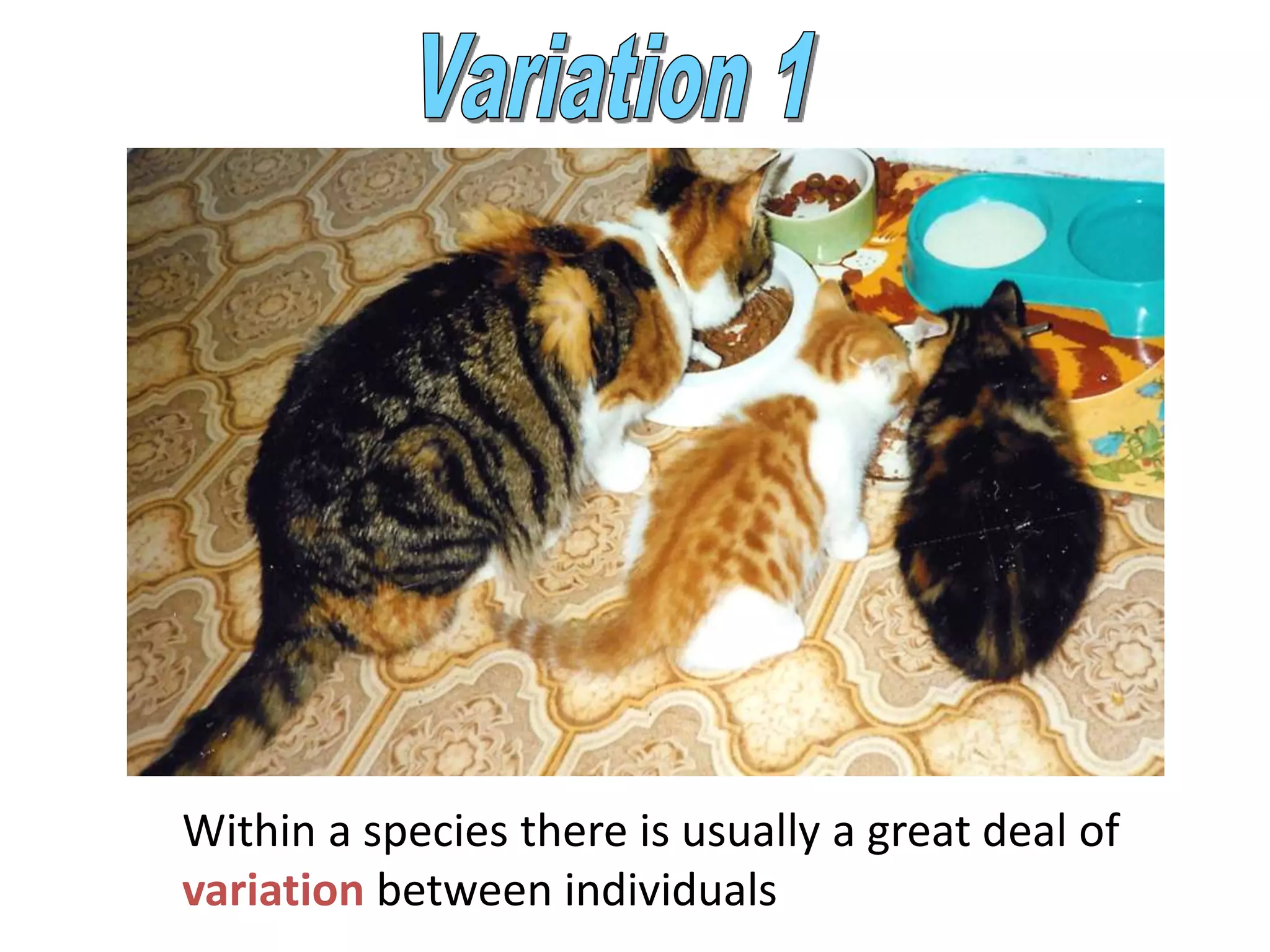 Powerpoint variation | PPTX