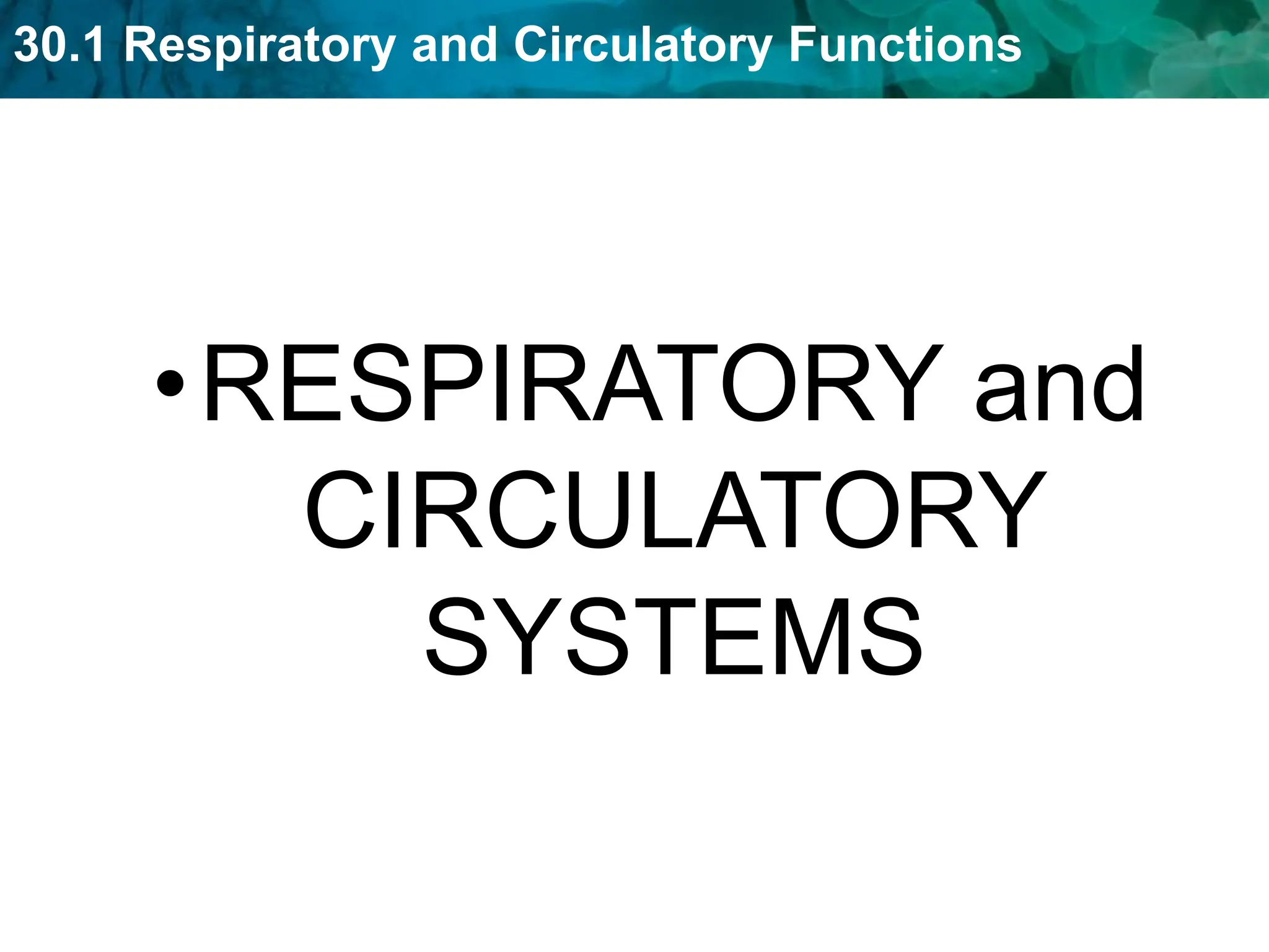 Human Respiratory and Circulatory system | PPT