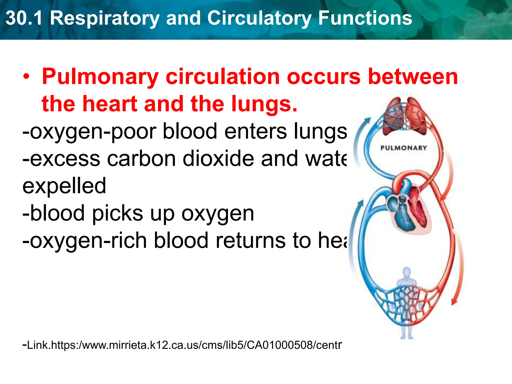 Human Respiratory and Circulatory system | PPT
