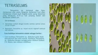 Budidaya Pakan Alami secara massal | PPTX