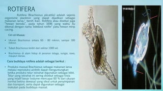 Budidaya Pakan Alami secara massal | PPTX