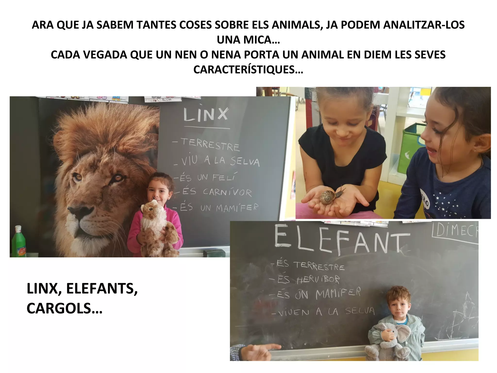 Projecte Animals P4 | PPT