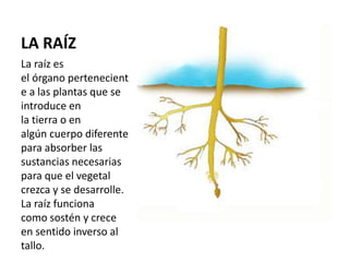 Power raiz | PPTX