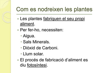 La nutrició, la respiració i la reproducció de les plantes | PPTX