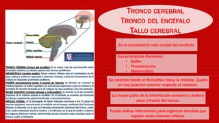 Power Tronco encefálico (1).pptx