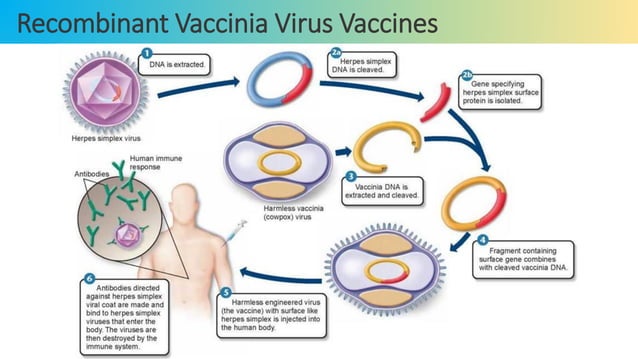 Poxvirus | PPT