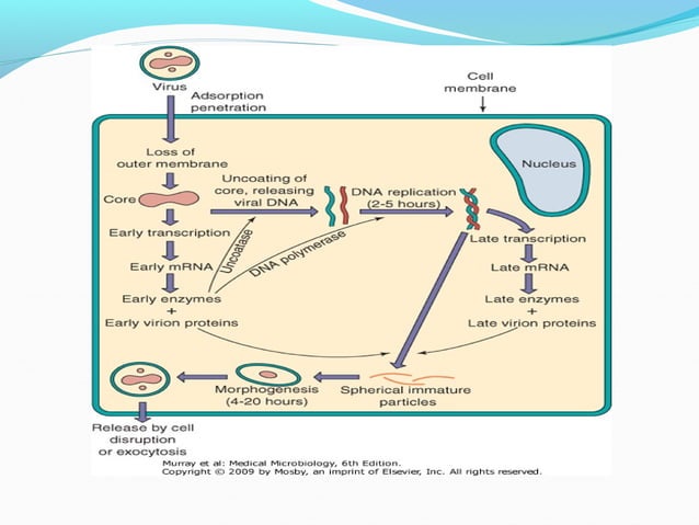 Poxviruses | PPT | Infectious Diseases | Diseases and Conditions